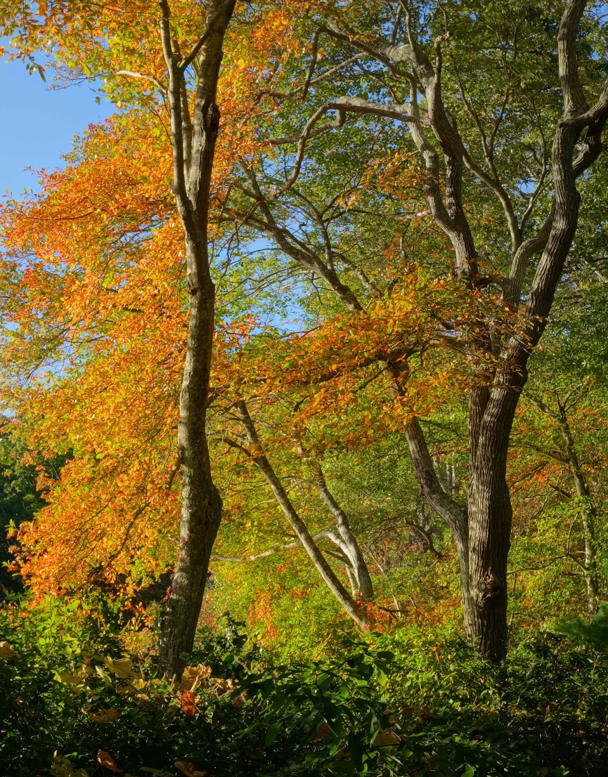 Joe's Retirement Blog: A Touch of Fall at Rabbit Pond, Manomet ...