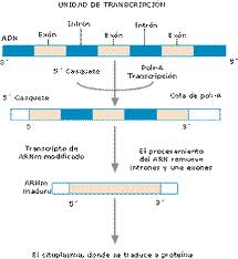 BIOLOGOCALENTANO: TRANSPOSICION