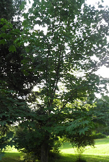 Docaitta Lifestyle: Kalopanax – Prickly Castor Oil Tree