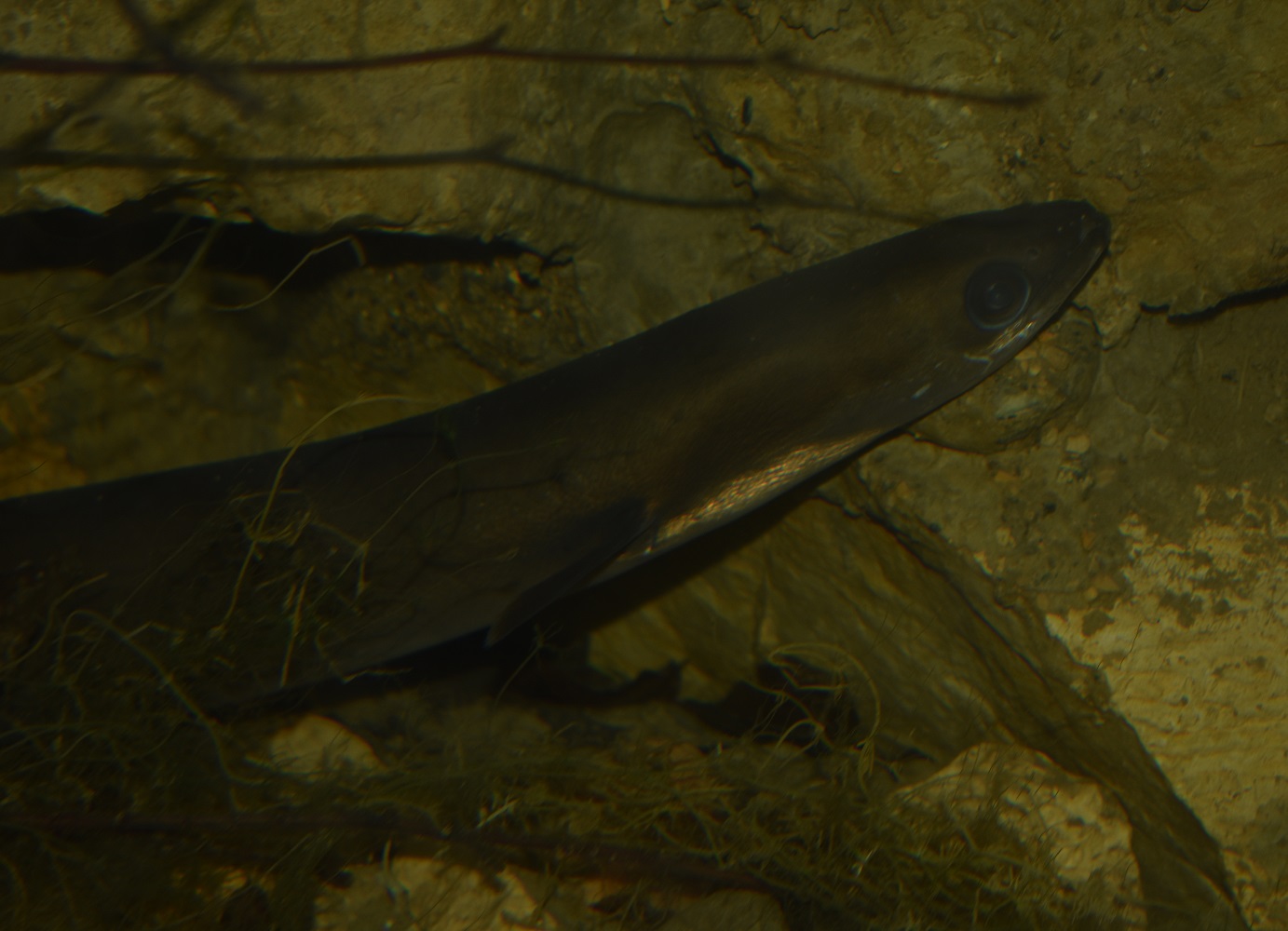 ZOOTOGRAFIANDO (5.836 ANIMALS): ANGUILA COMÚN / EUROPEAN EEL (Anguilla ...