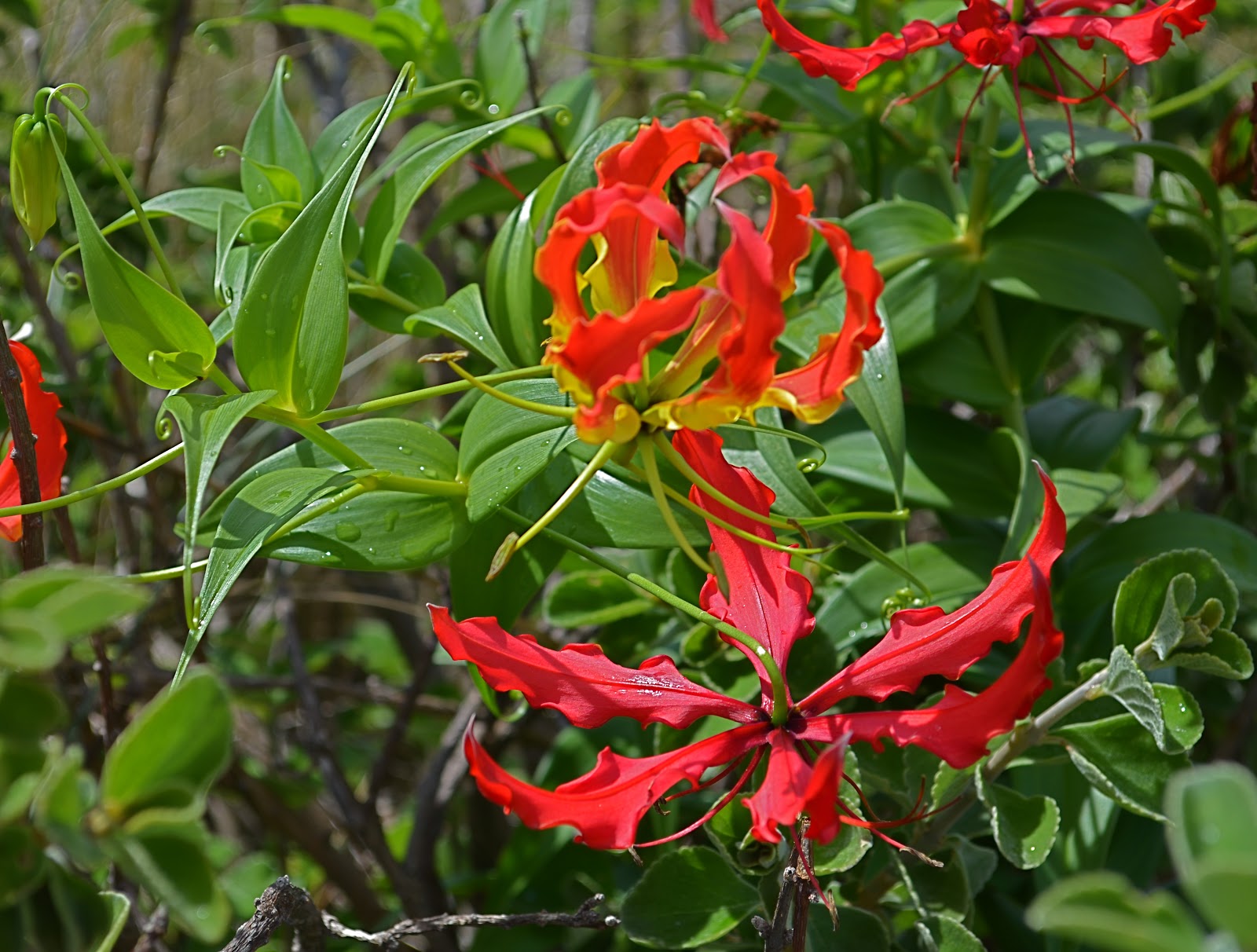 Snapping Africa 2: Gloriosa Superba (Flame Lilly) Rhodesia's national ...
