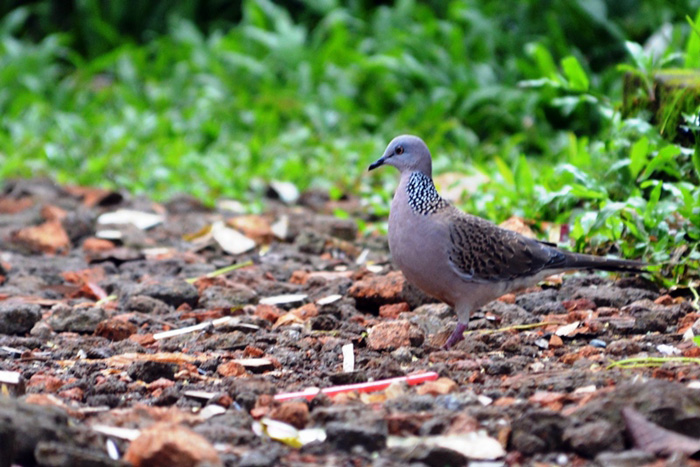 vansaka'blog: April 2019