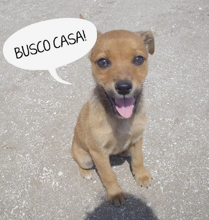 La ventana indiscreta de julia: UN "PETISO" NECESITA DE TU AYUDA