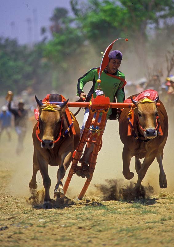Karapan Sapi di Madura | Catatan Ardha