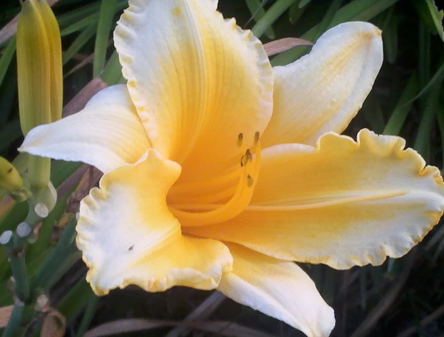 Straddling the Gap: Lilies in Indiana