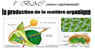 la production de la matiér organique-1bac international