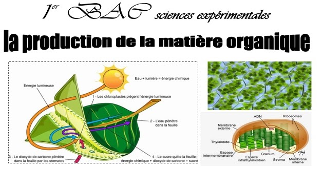 la production de la matiér organique-1bac international