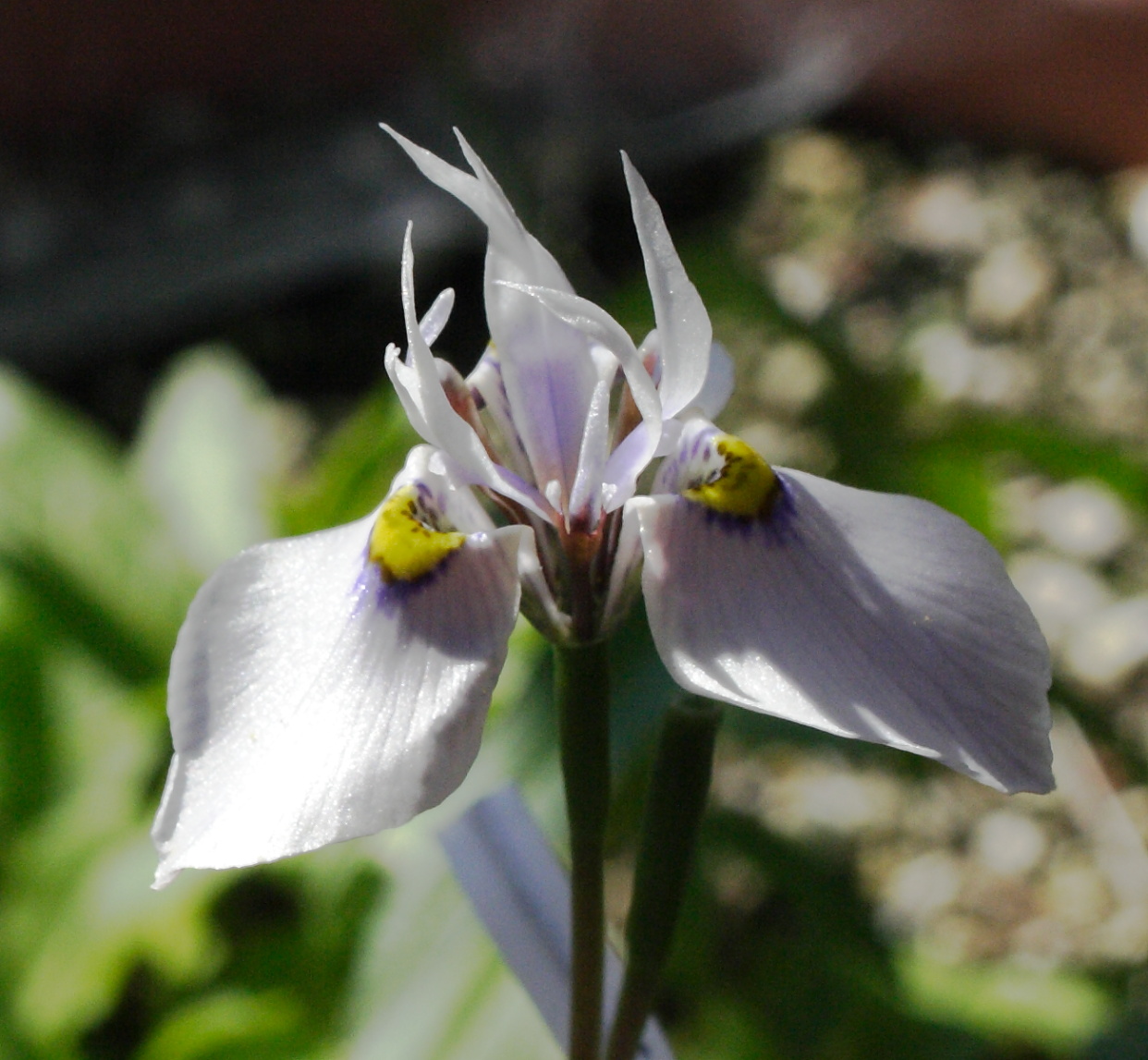 Growing Cool Plants: Moraea Fergusoniae