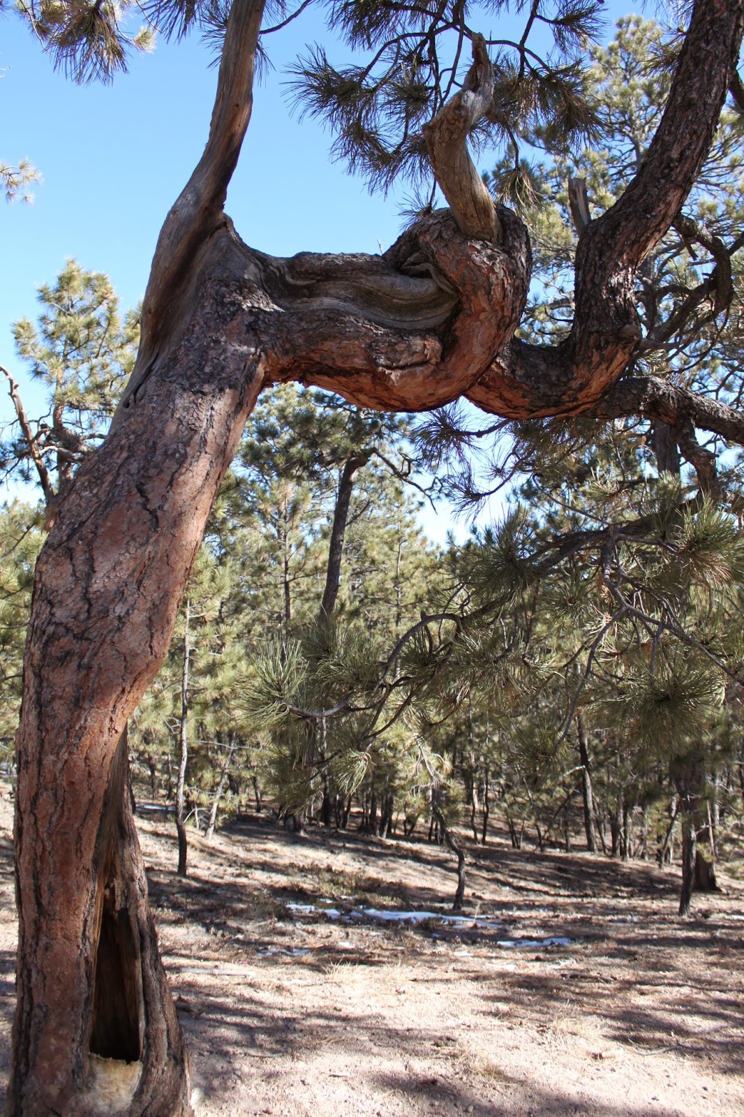 Ute Sacred Trees