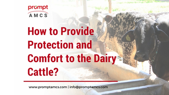 How to Provide Protection and Comfort to the Dairy Cattle? - Prompt ...