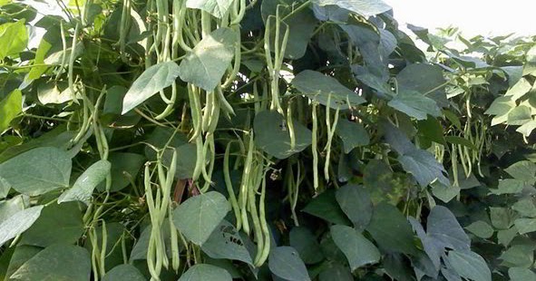 11 Cara Budidaya Buncis Agar Panen Melimpah | -Koran Tani Blog-