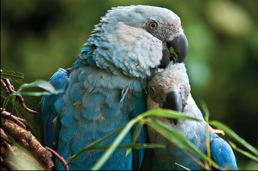 IMAGENS . VIDEOS: Animais ameaçados de extinção no Brasil - Endangered ...