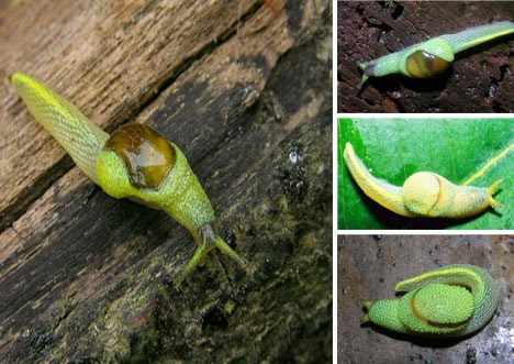 Babosa de cola larga o babosa ninja (Ibycus rachelae)