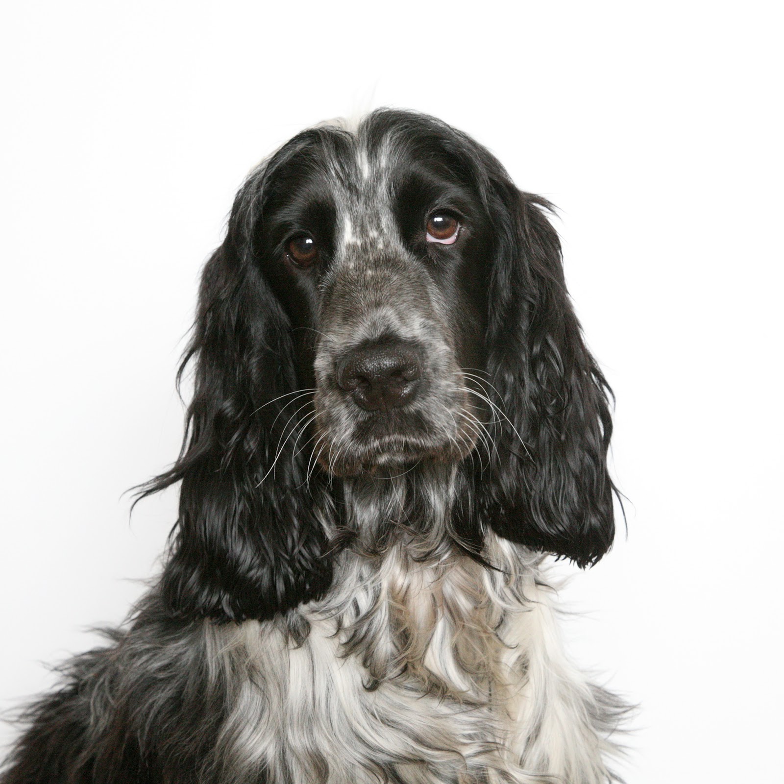 Dog Photo: Kind Of American Cocker Spaniel Dog
