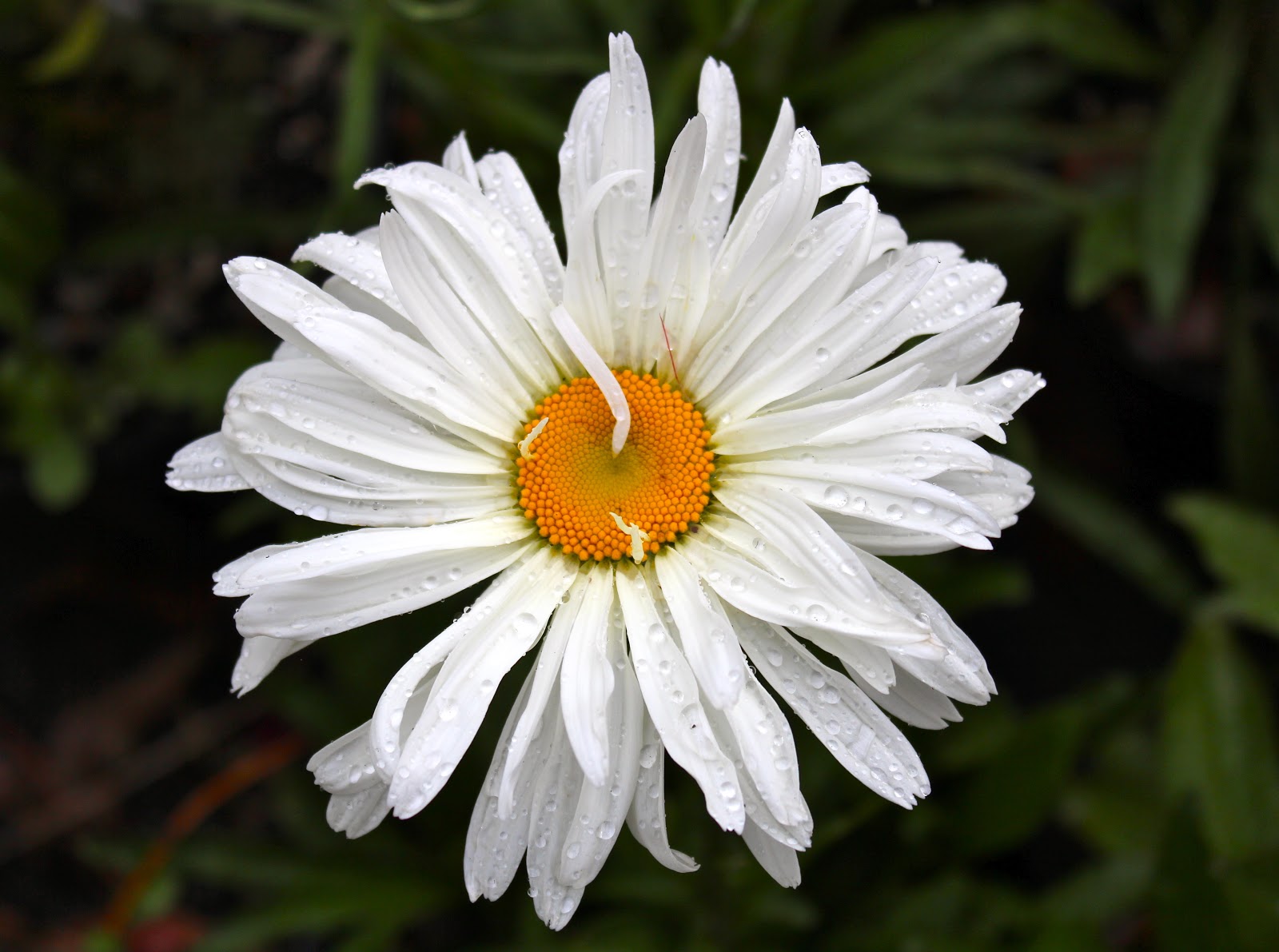 Florez Nursery: Crazy Daisy