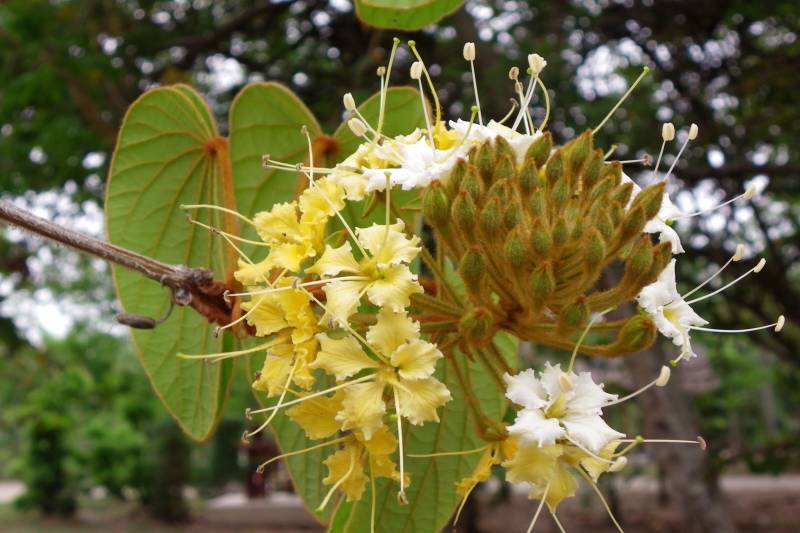 Species New to Science: [Botany • 2017] Phanera larseniana | เครือ ...