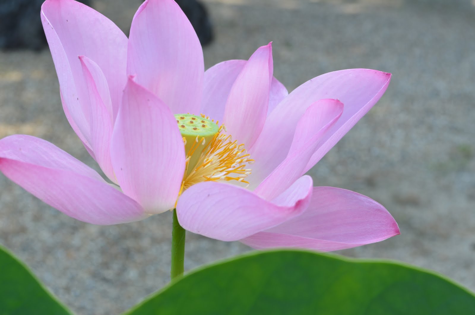 Sarah's English Writing Blog: Lotus flower in Nara