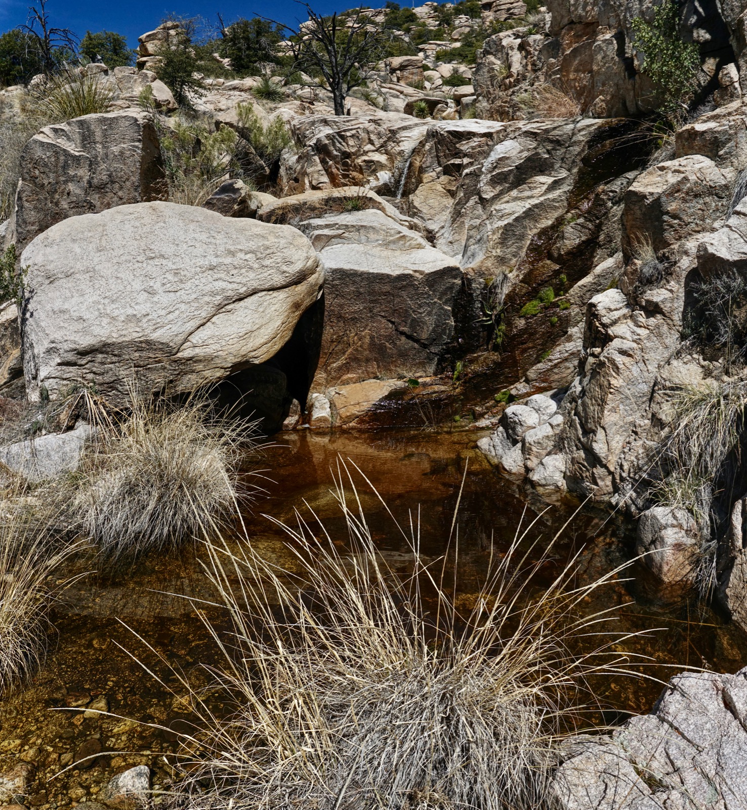 Earthline: The American West: Box Camp Trail, Pusch Ridge Wilderness