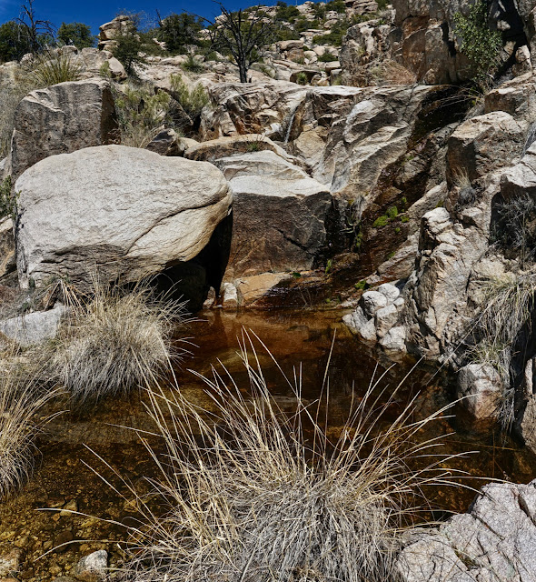 Earthline: The American West: Box Camp Trail, Pusch Ridge Wilderness