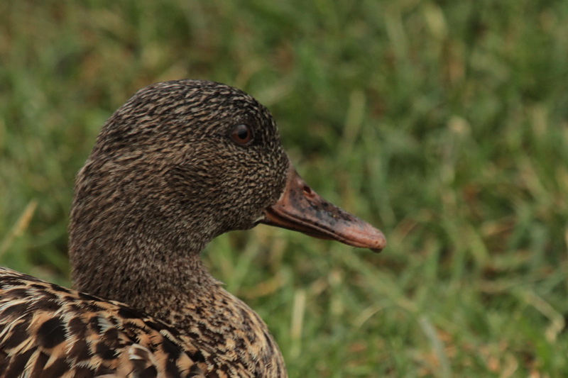 Canards de Gallician