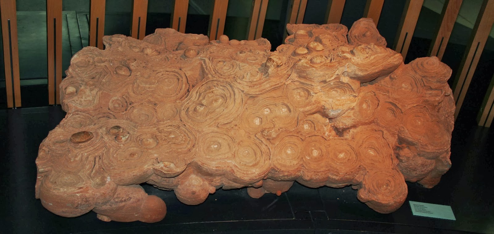 PAULÍ GISPERT. VIATGES I MINERALS: Fòssils al Museu de la Ciència ...