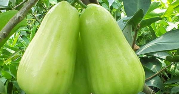 Manfaat Buah Jambu Hijau 10 Macam Manfaat Jambu Merah Untuk Kesehatan