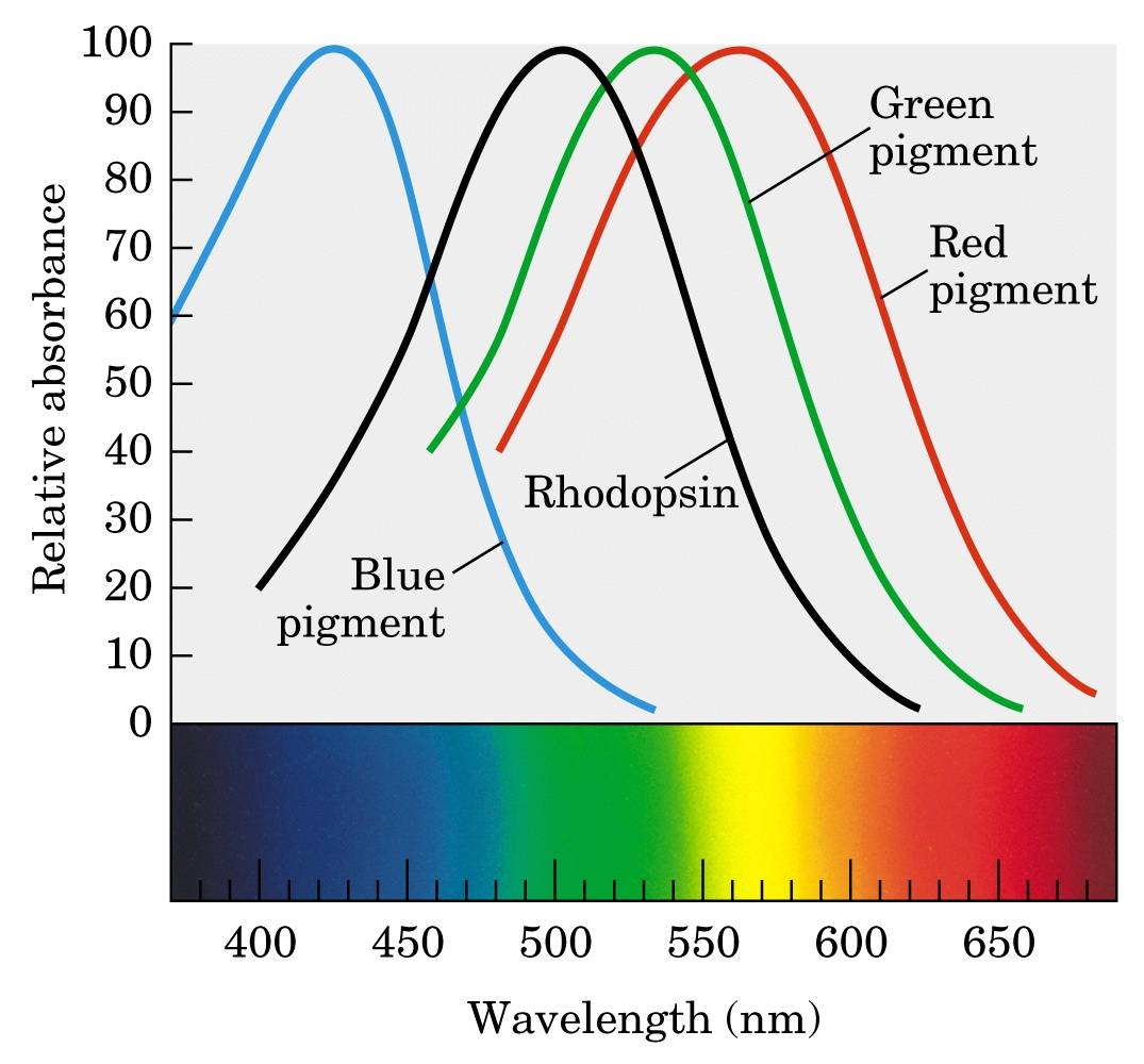 STARGARDT... e dintorni.: Stargardt: ¿cómo funciona?