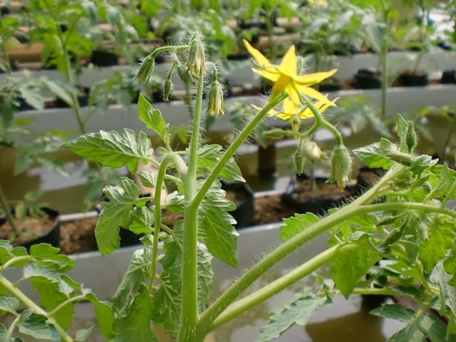 Gambar inspiratif berkebun hidroponik ~ cara menanam sayuran hidroponik ...