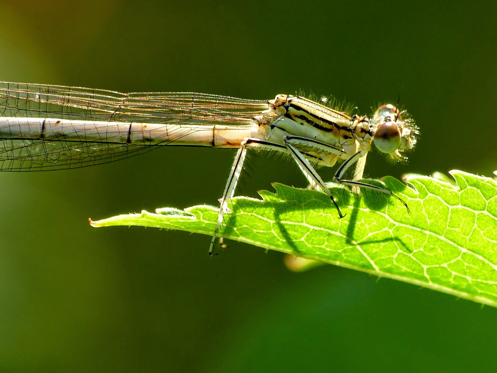 Photos d'insectes: Les Odonates (Libellules et Demoiselles)