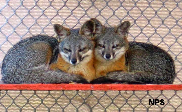 Friends of the Island Fox: Channel Island Fox Awareness Day at Santa ...