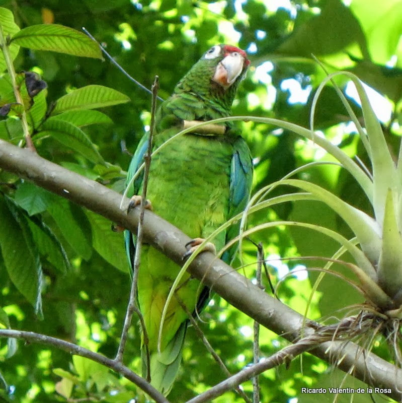 Ricardo's Blog, : A Puerto Rican parrot, Amazona vittata, feeding on ...