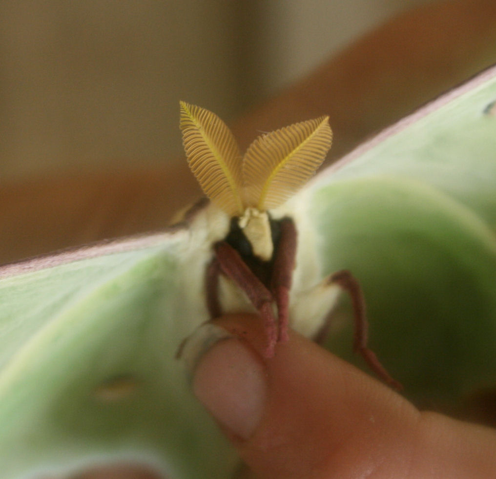 The Öko Box: Lunar Moth On My Porch