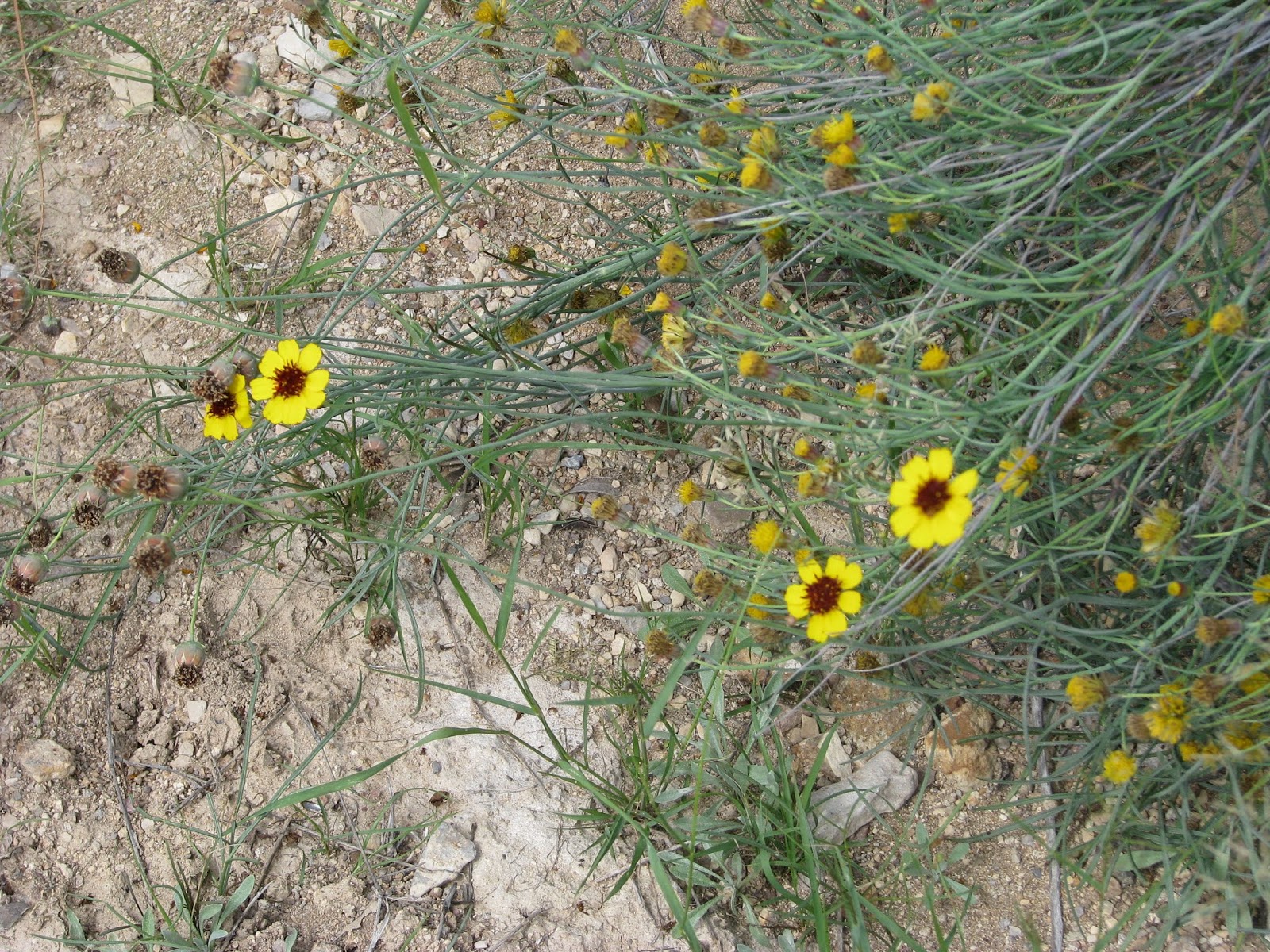 Flora of the Christmas Mountains, Brewster Co. TX