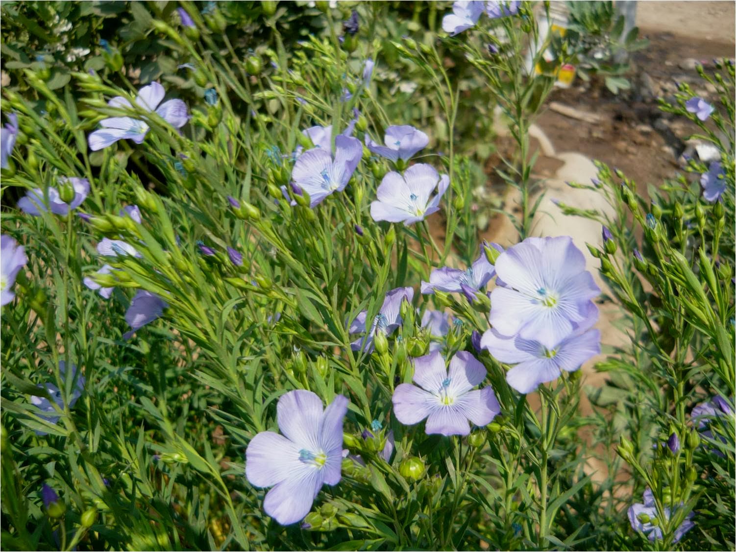 ALTERNATIVA ECOLÓGICA: CULTIVO DE LINAZA