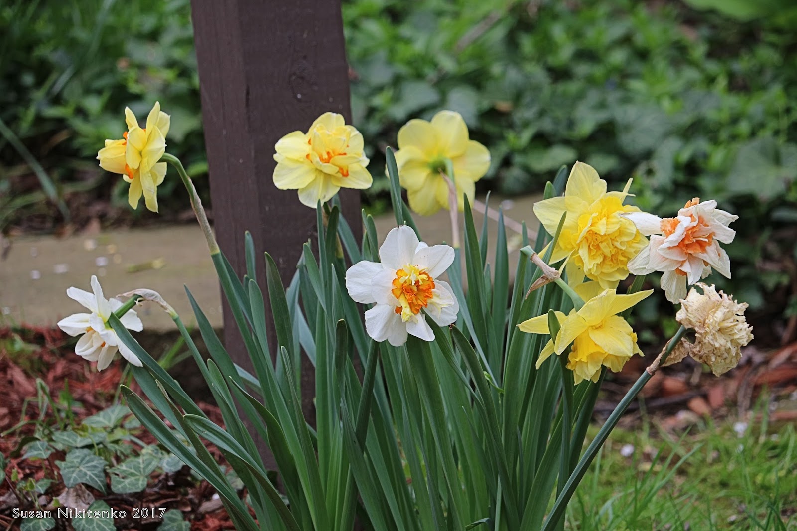 Daffodils Spring 2017