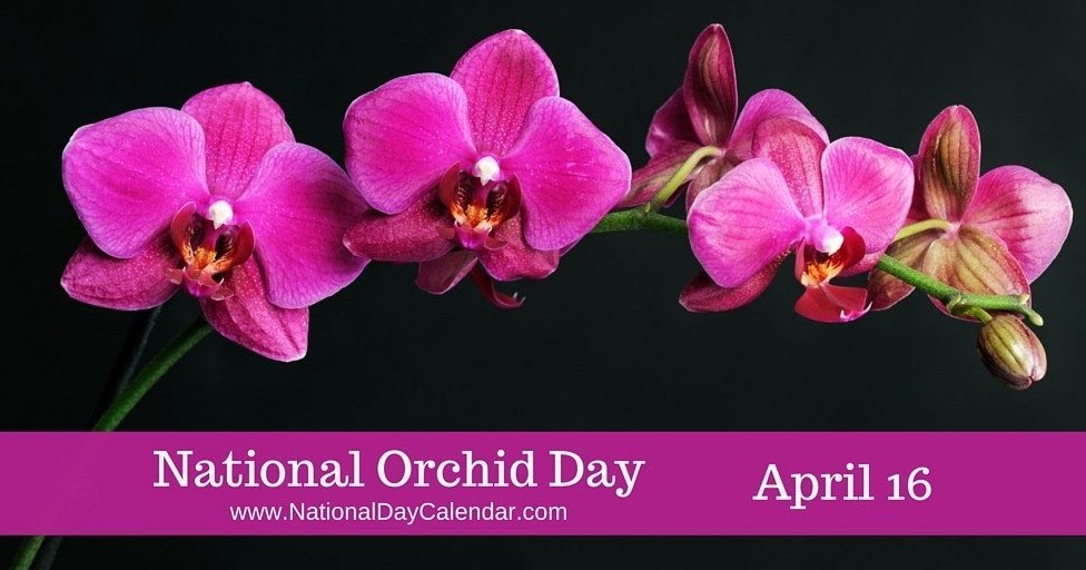 Every Day Is Special: April 16 - Orchids and Elephants Day