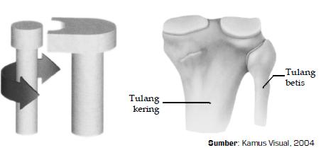 IPA: Macam Sendi Tulang