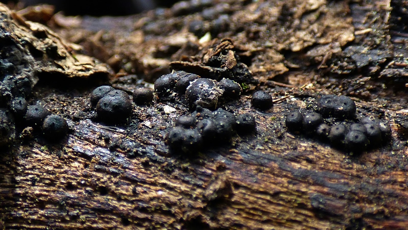 Setas y Hongos de Tineo : ROSELLINIA AQUILA (Fr.) Ces. & De Not.