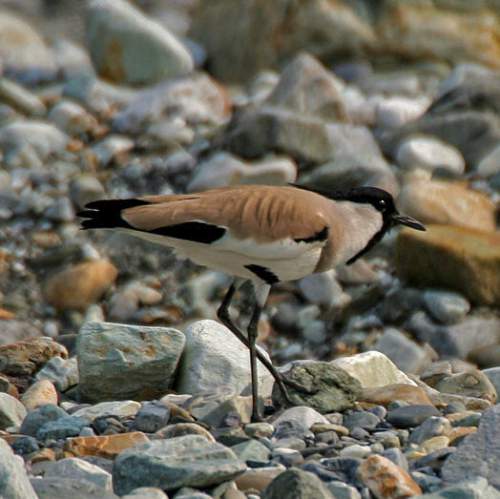 River lapwing images | Birds of India | Bird World