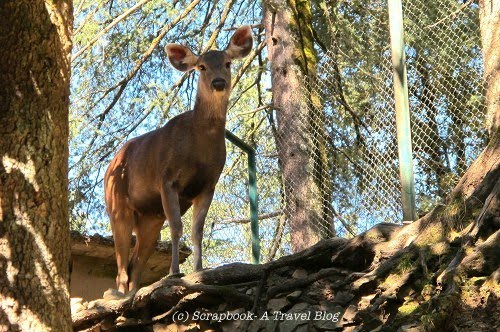 Scrapbook -A Travel Blog: Backpacking in India- Shimla