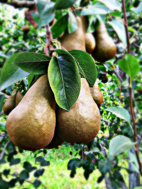 sweetsugarbean: Wonderment: Washington Organic Fruit Tour