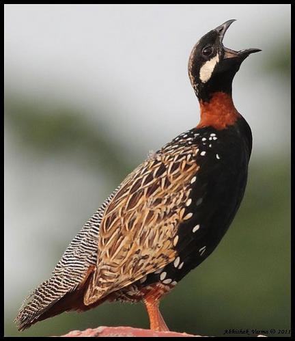 Mughal Birds: Beautiful Black Francolin/Kala Teetar