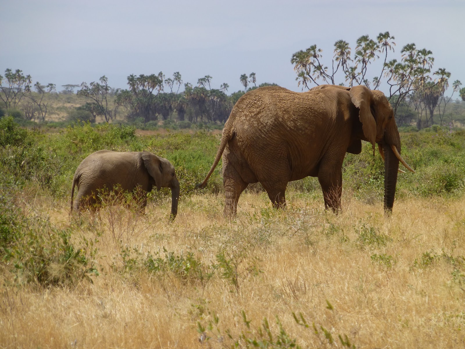 Adventures with Cheetah Poop