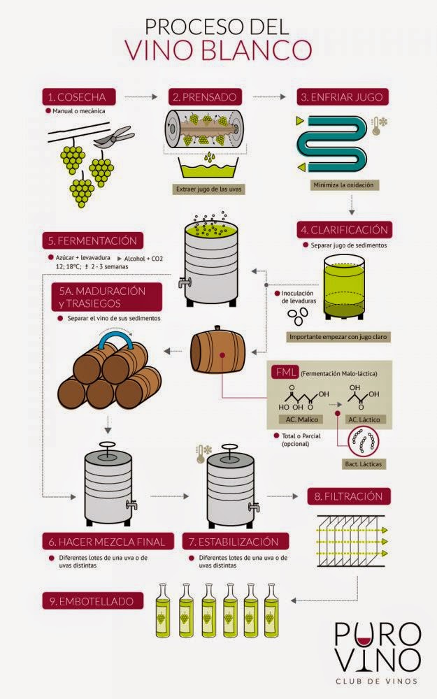 Veja no gráfico o processo de produção do vinho branco ~ Papo de Vinho