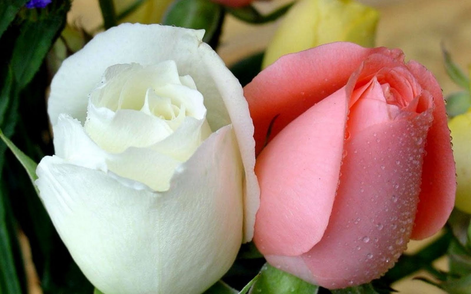 Pictures World: Most Amazing Roses