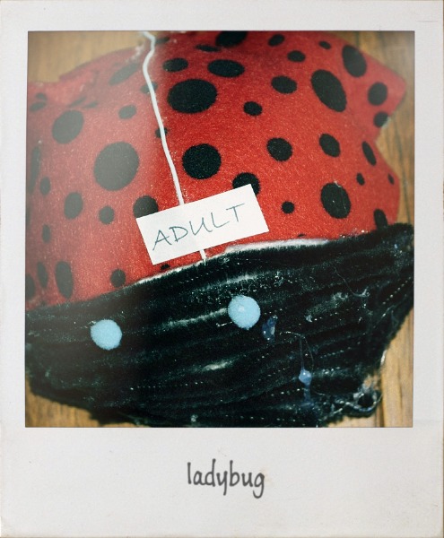 The Life Cycle of a Ladybug..... - Homegrown Adventures