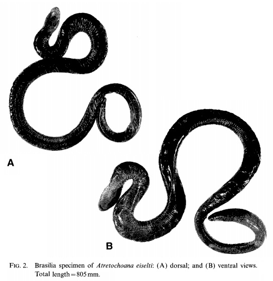 Species New to Science: [Herpetology • 1998] The largest lungless ...
