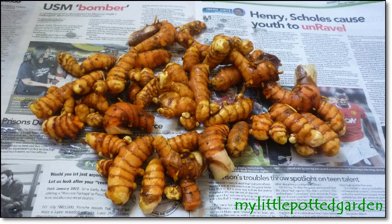 My Little Potted Garden: Turmeric