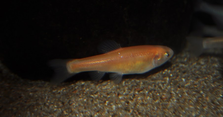ZOOTOGRAFIANDO (6.096 ANIMALS): CARPITA CABEZONA / FATHEAD MINNOW ...
