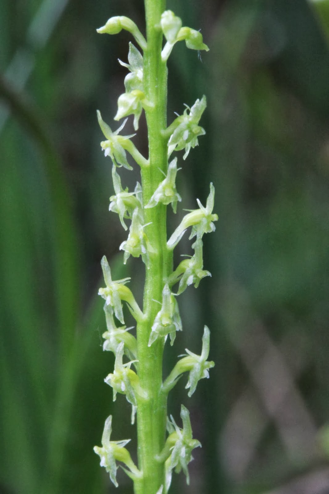 Native Orchids of the Pacific Northwest and the Canadian Rockies (and ...